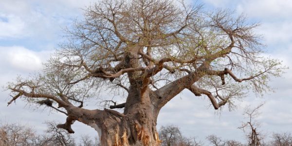 Bingo Stratford - BaobabAfrica Online